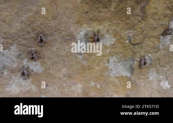 pan of empty cicada shells on a rock wall at dunns swamp in wollemi ...