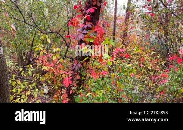 This is a beautiful, scenic view of trees at Gateway Park which is ...