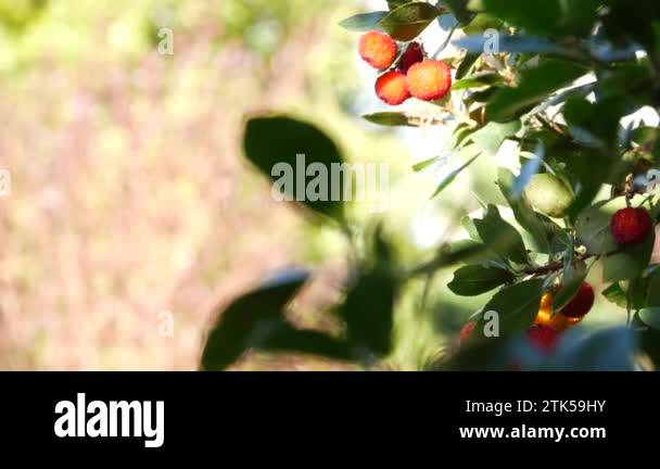 Cane berries Stock Videos & Footage - HD and 4K Video Clips - Alamy