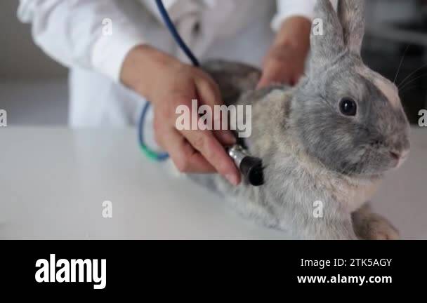 vet and bunny examination of a animal at a vet clinic Stock Video ...