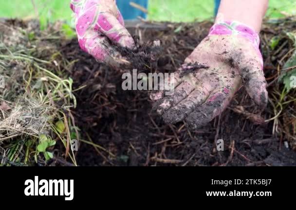 gardeners hands in gardening gloves are sorting out fertile soil, humus ...
