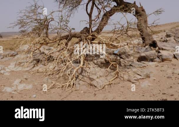 Acacia tree in the Sahara desert of South Morocco. Dry, arid desert ...
