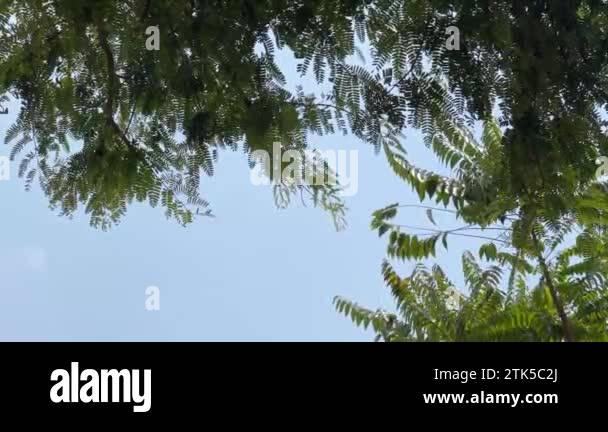 Tamarindus indica tree Stock Videos & Footage - HD and 4K Video Clips ...