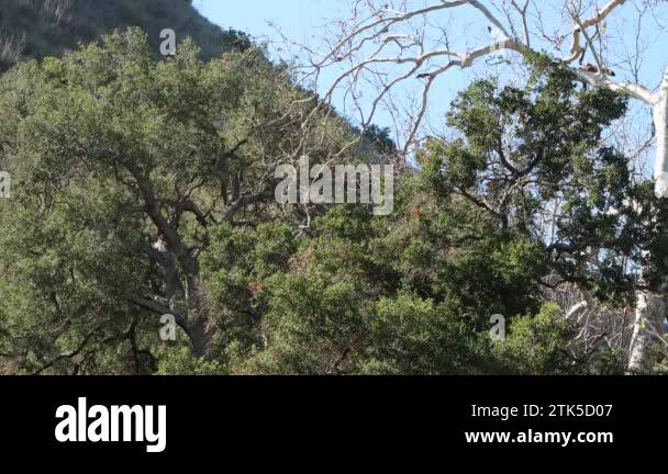 Streamside trees Stock Videos & Footage - HD and 4K Video Clips - Alamy