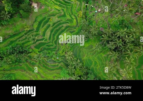 Tegallalang rice terraces swathes on hill slope, top-down aerial view ...