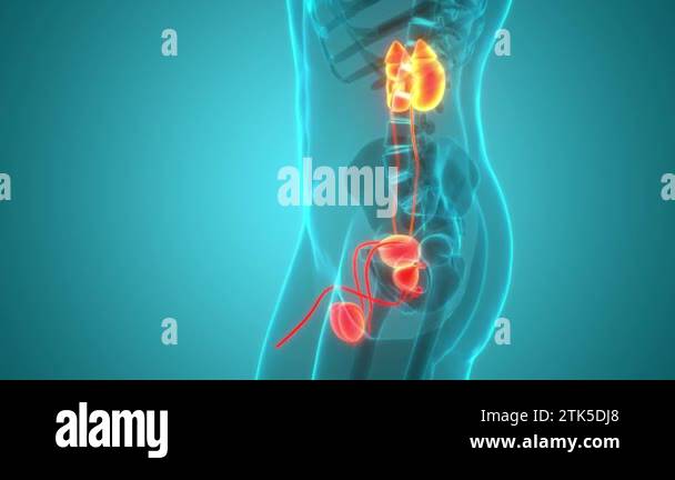Male Urinary System with Reproductive System Anatomy Animation Concept ...