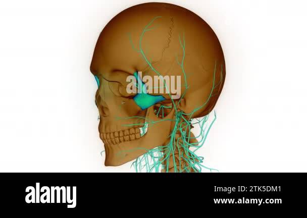Human Skull Anatomy Animation Concept. 3D Stock Video Footage - Alamy
