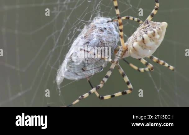 Una familia es una familia es una familia Stock Videos & Footage - HD ...