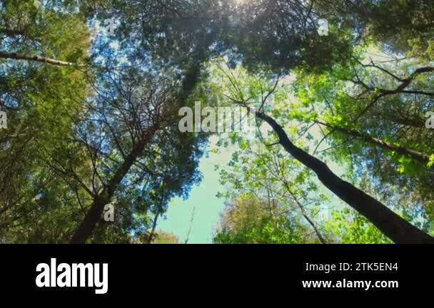 Looking up at the sun through green fresh foliage and trees in forest ...
