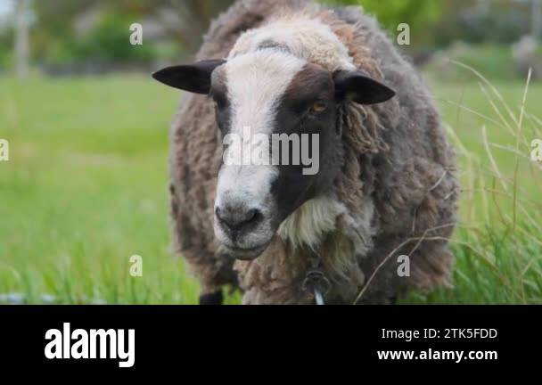 Beautiful sheep in a green field close-up. A beautiful sheep looks into ...