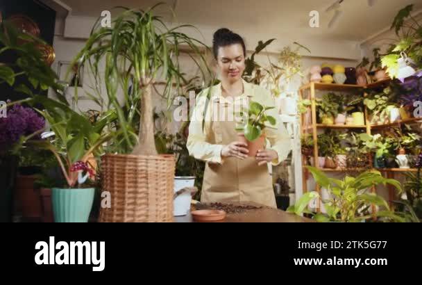 Smiling shop assistant working in indoor potted plant store, small ...