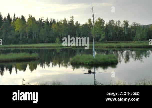 Lada herb Stock Videos & Footage - HD and 4K Video Clips - Alamy