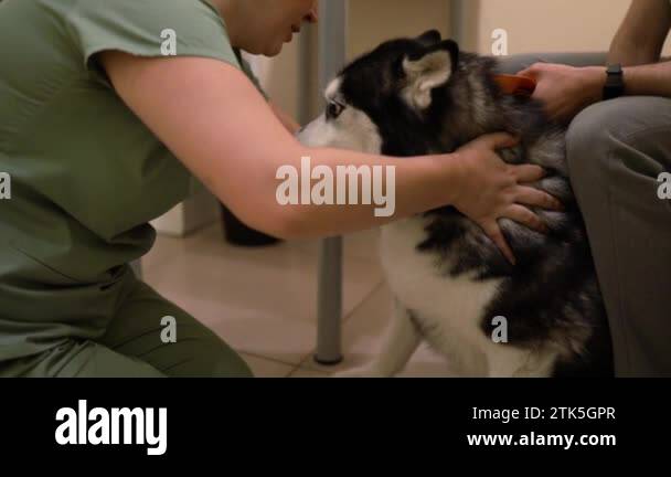 Veterinarian taking care of a sick dog in a veterinary clinic. Healthy Pet on a Check Up Visit ...