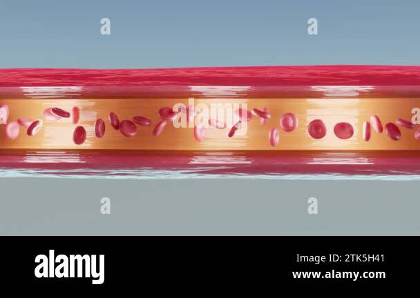 Red blood cells flow inside an artery, cross section. Healthy red blood ...