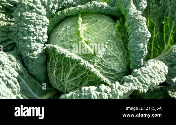 Cabbage vegetable harvest leaves Stock Videos & Footage - HD and 4K ...