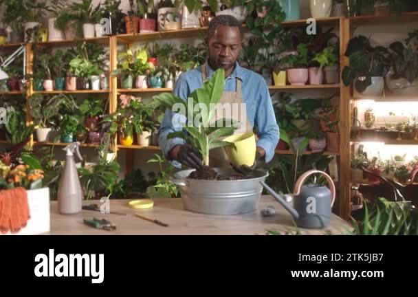Focused successful African male florist replanting flowers in florist ...