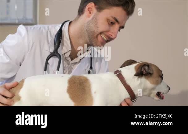 Side view male vet Stock Videos & Footage - HD and 4K Video Clips - Alamy