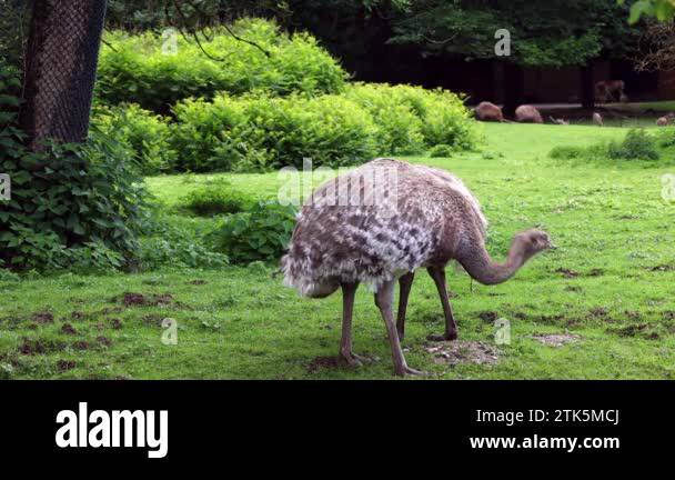 Darwin's rhea, Rhea pennata, also known as the lesser rhea Stock Video ...