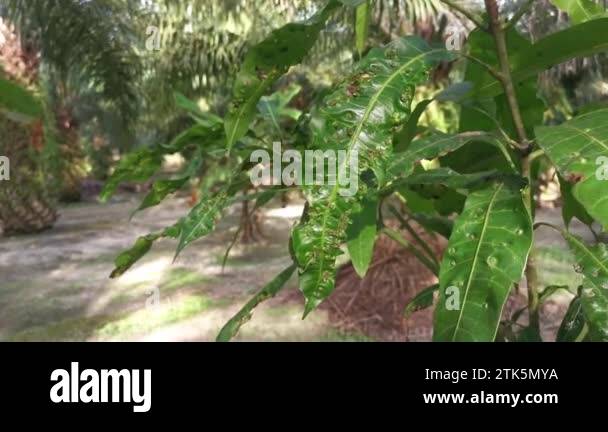 Mango tree with parasite Stock Videos & Footage - HD and 4K Video Clips ...