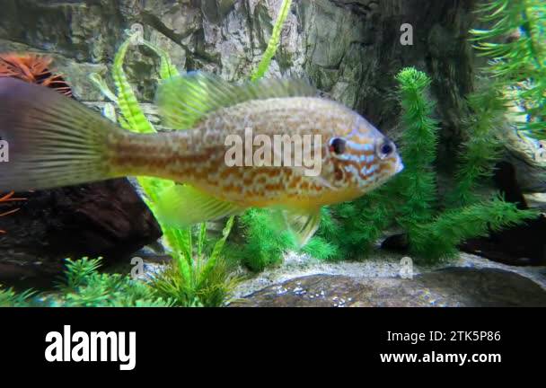 Freshwater fish in danube river Stock Videos & Footage - HD and 4K ...