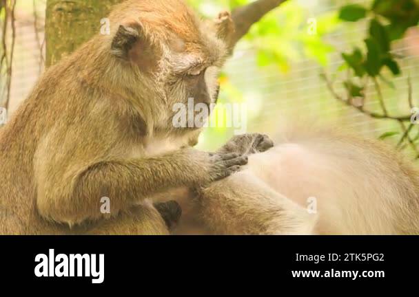 Monkey pests Stock Videos & Footage - HD and 4K Video Clips - Alamy