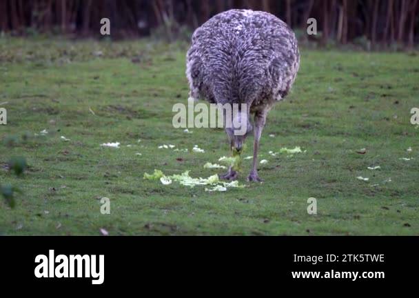 Darwin's rhea, Rhea pennata, also known as the lesser rhea Stock Video ...
