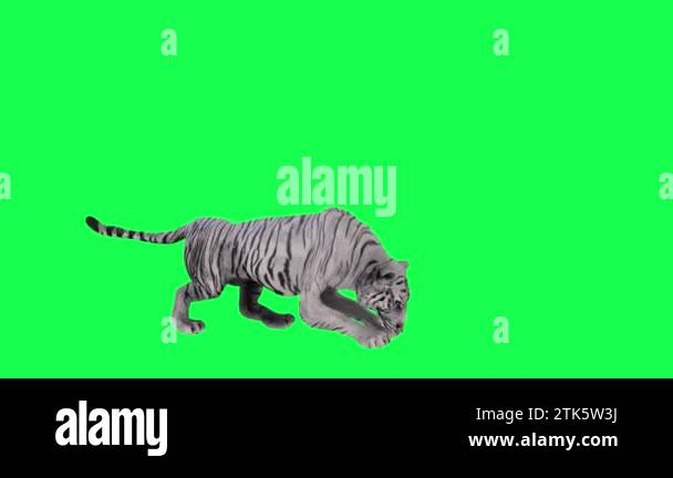 Hungry Asian tiger eating prey from left angle on green screen 3D ...