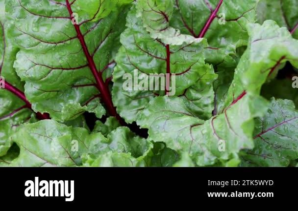 Beetroot growing farming green leaves Stock Videos & Footage - HD and ...