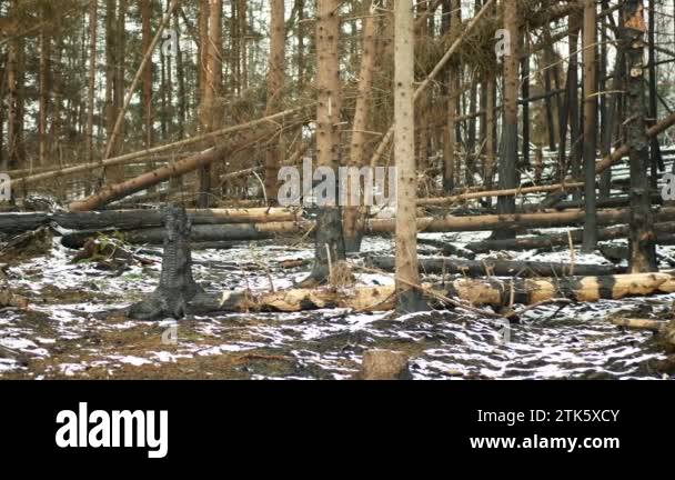 Forest after extreme weather fluctuations fire flamesnow winter frost ...
