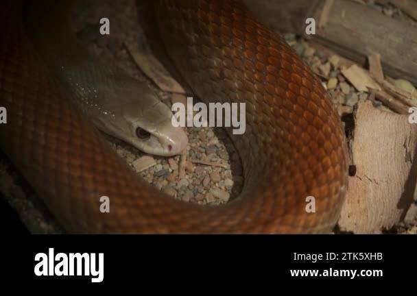 zoom in on the head of a resting australian coastal taipan snake, the ...