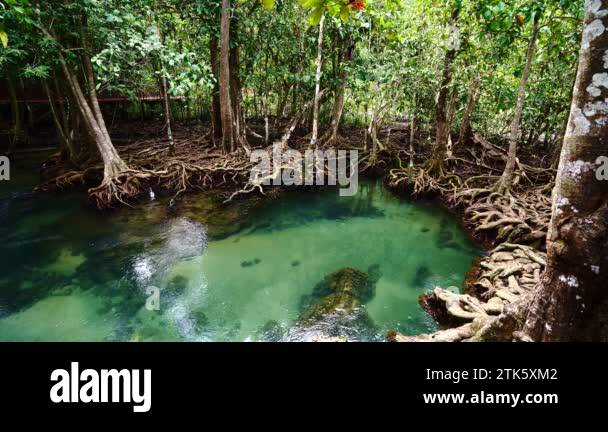 Tropical trees roots in swamp forest and crystal clear water stream ...