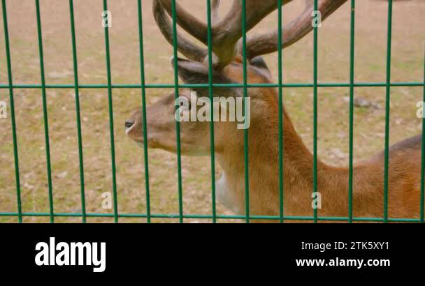 Horned deer behind bars. Wild doe in jail. Animals in captivity. World ...