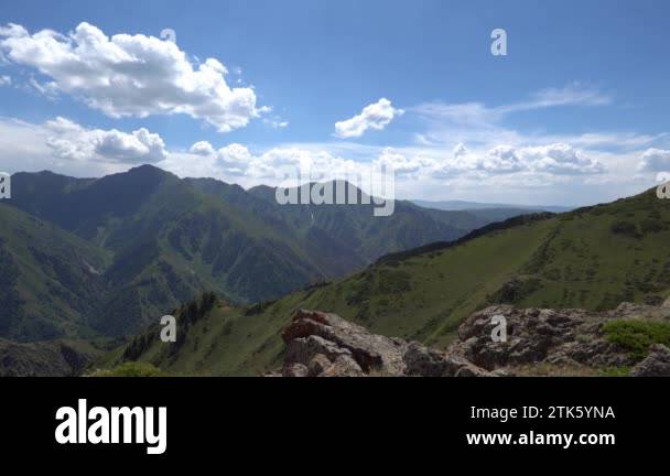 White fir trees grow Stock Videos & Footage - HD and 4K Video Clips - Alamy