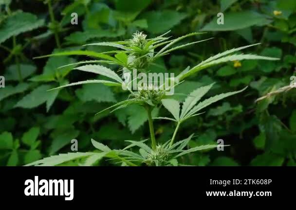 Female stigma Stock Videos & Footage - HD and 4K Video Clips - Alamy