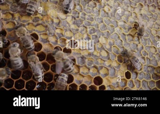 Bees family working on honeycomb in apiary. Life of Carniolan honey bee ...