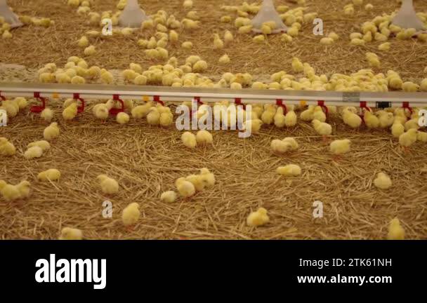 Poultry farm chickens drinking water Stock Videos & Footage - HD and 4K ...