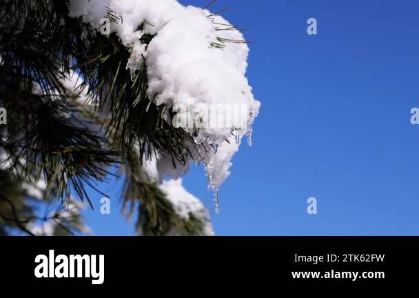 Falling Drifts of Snow from Shaking Spruce Branch Against a Blue Sky in ...