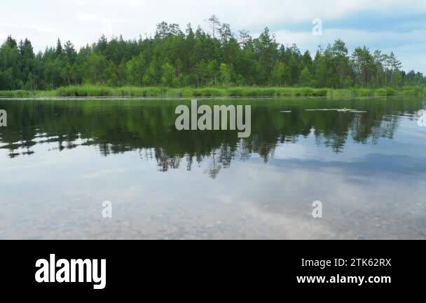 Lososinnoye lake. Taiga ecosystem. Reed sedge. Tourism and recreation ...