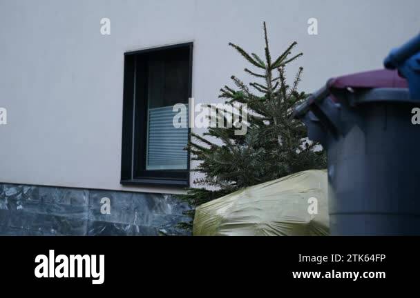 Dumped christmas tree Stock Videos & Footage - HD and 4K Video Clips ...