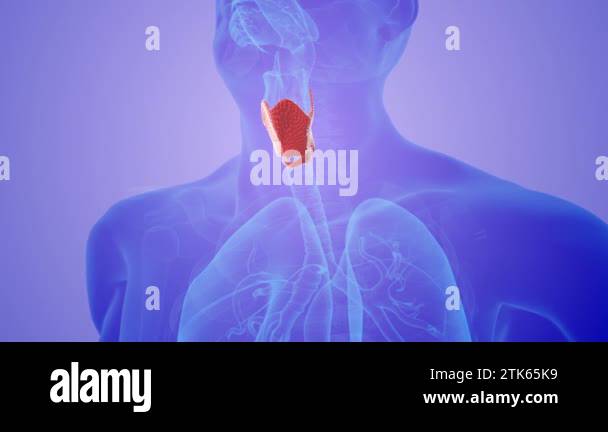 Thyroid gland medical Stock Videos & Footage - HD and 4K Video Clips ...