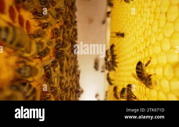 Bees family working on honeycomb in apiary. Life of Carniolan honey bee ...
