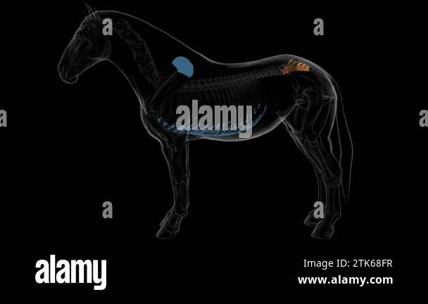 sacral vertebrae bone horse skeleton anatomy for medical concept 3D ...