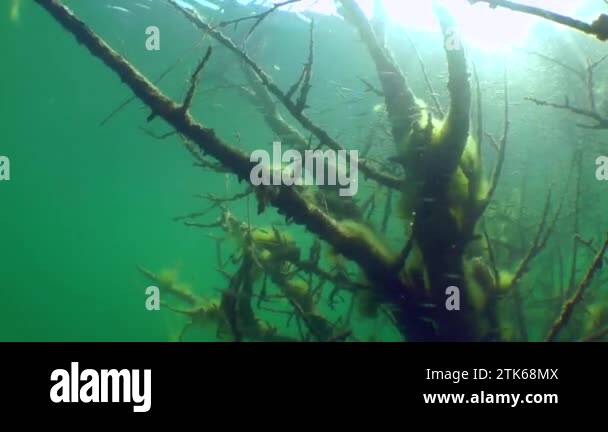 Underwater landscape: the sunken tree in a freshwater lake Stock Video ...