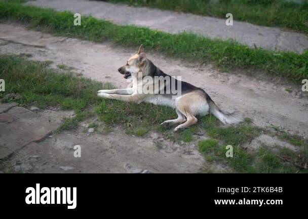 Serious german shepherd Stock Videos & Footage - HD and 4K Video Clips ...