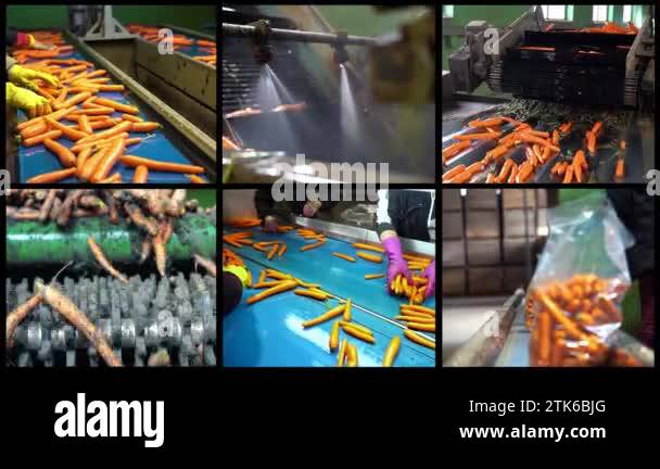 Commercial Production and Management of Carrots - Multi Screen Video ...