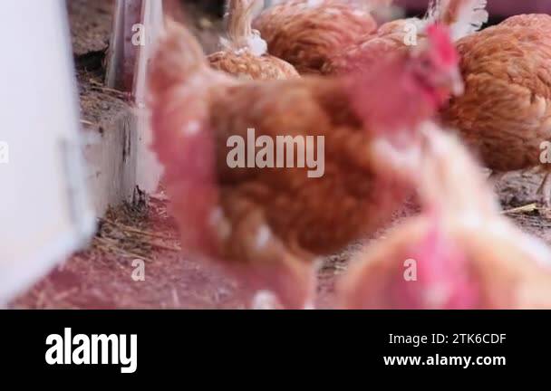 Mistreated chicken on free range chicken farm and stock breeding shows ...