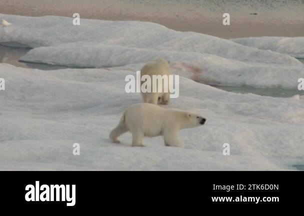 Mother polar bear and her cub on cold ice floe Stock Video Footage - Alamy