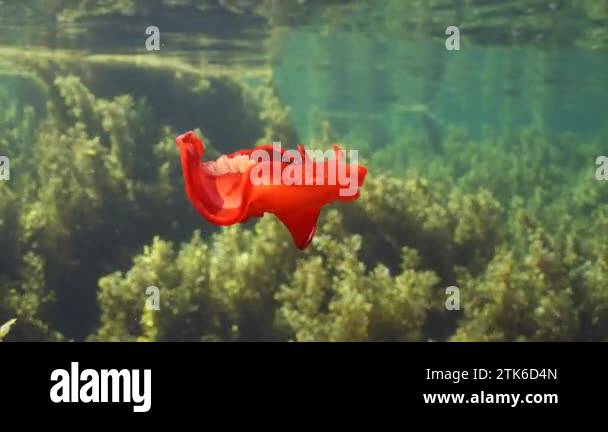 Spanish dancer slug Stock Videos & Footage - HD and 4K Video Clips - Alamy