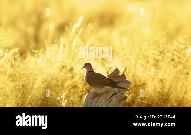 Collared dove feathers Stock Videos & Footage - HD and 4K Video Clips ...