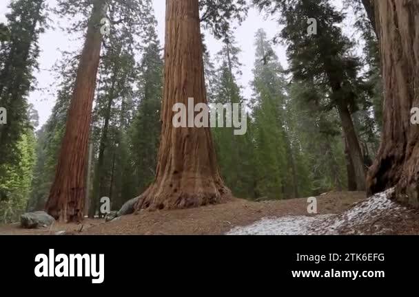 Tilt up giant Sequoia trees in Yosemite National Park. Spring stream in ...